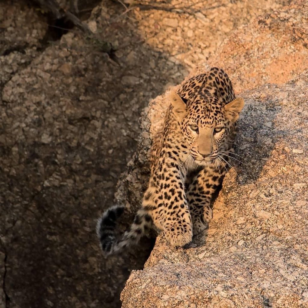Bera: The Indian village where man and leopard have co-existed for more ...